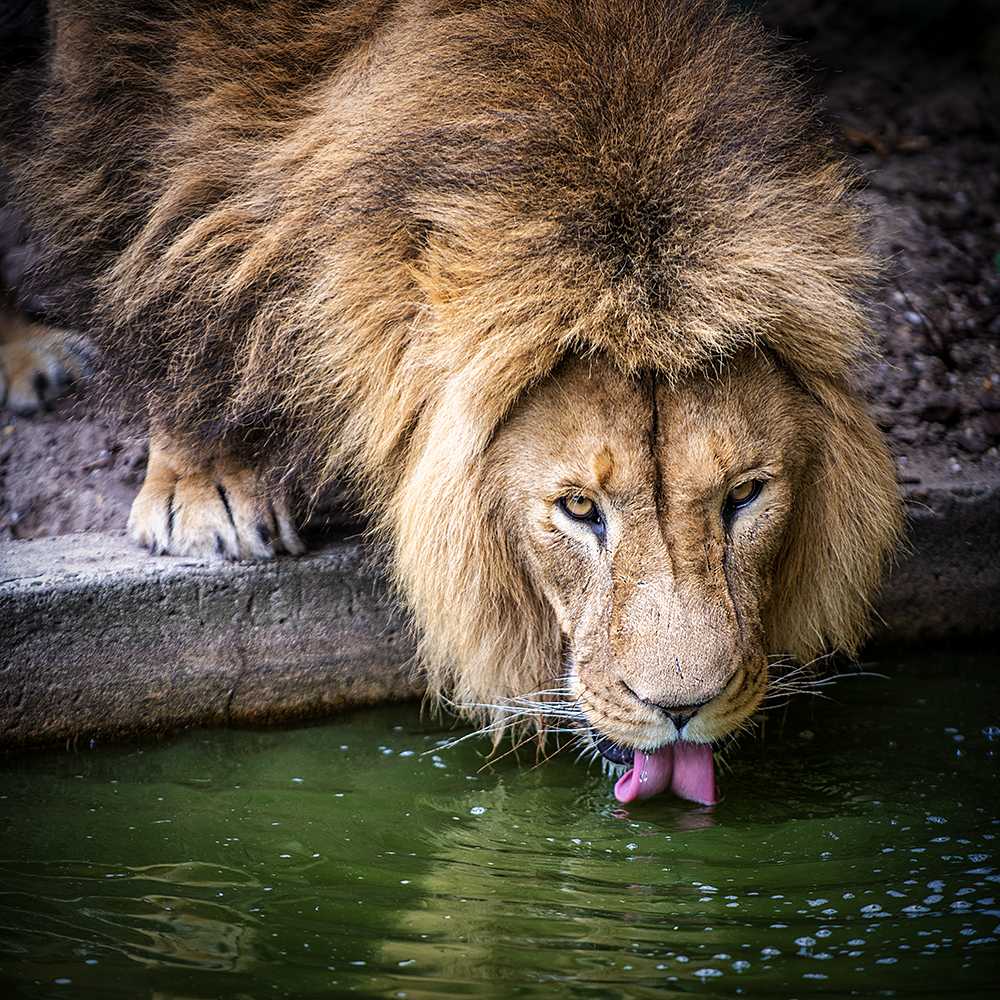 Allemaal beestjes - Joppe Fotografie